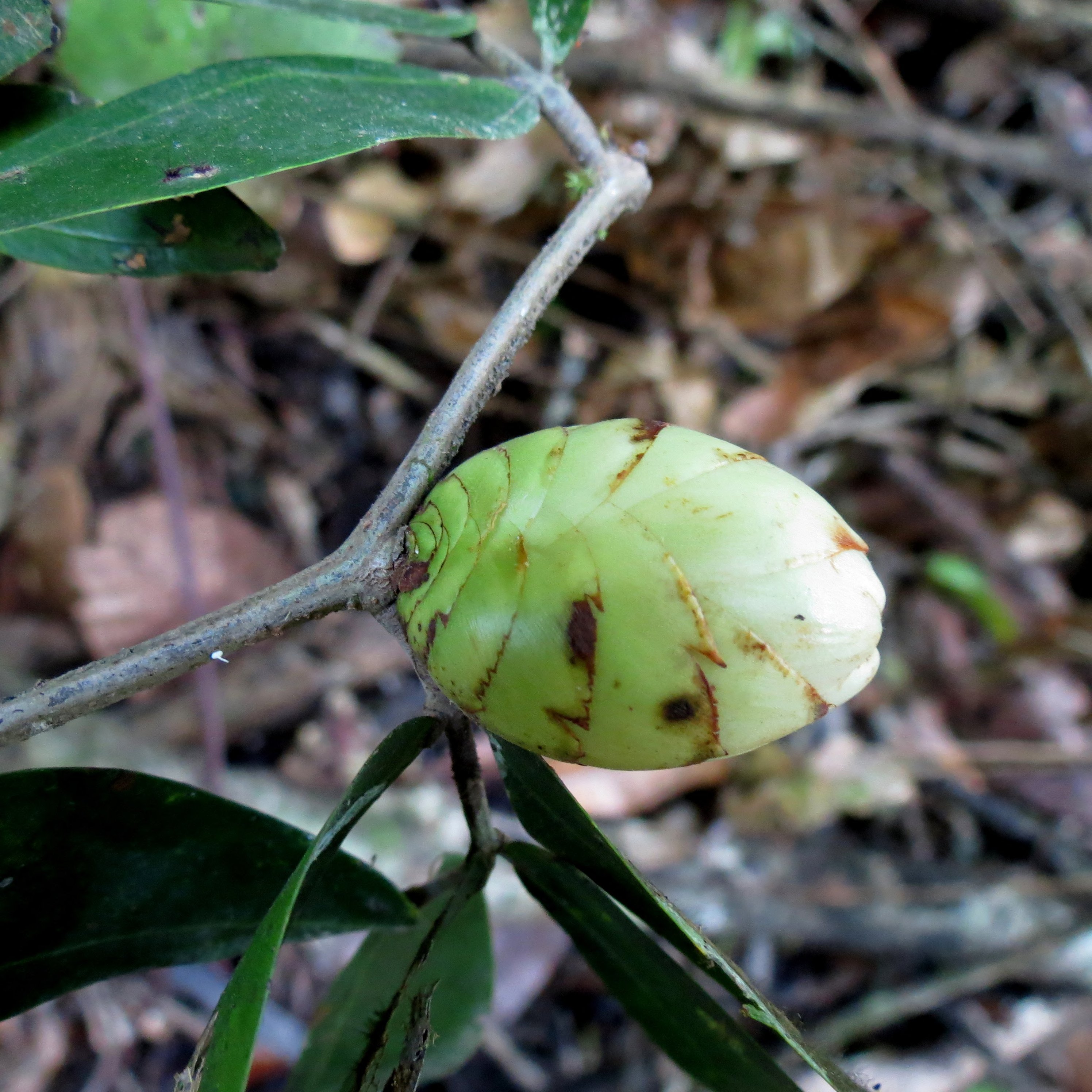 Maniltoa psilogyne Images - Useful Tropical Plants